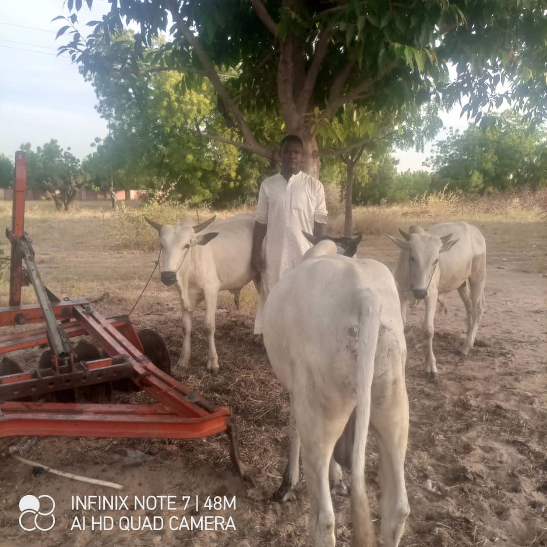 Jigawa Police Command Arrests Cattle Rustler, Recovers Three Stolen ...