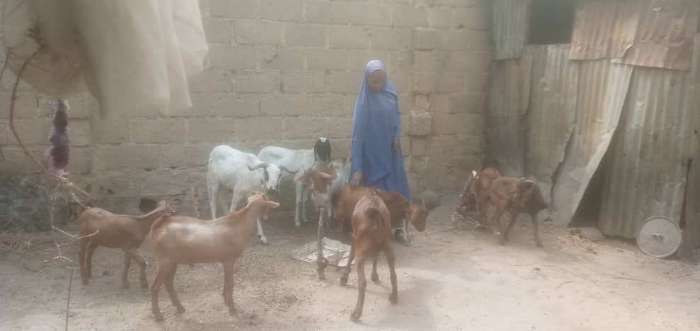 How Goat Breeding Empowers Women In Hadeja