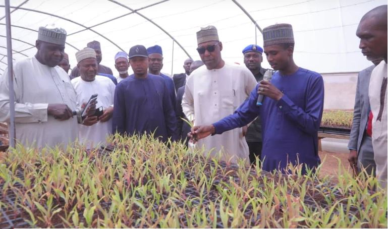 Borno is working towards attaining food sufficiency, cash crops