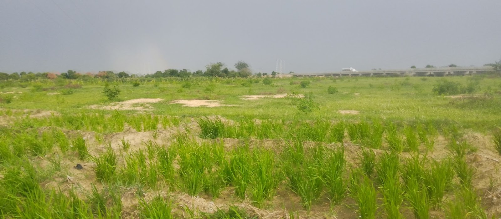 SPECIAL REPORT: Hunger, Joblessness as Flood Deposits Sands in Rice ...