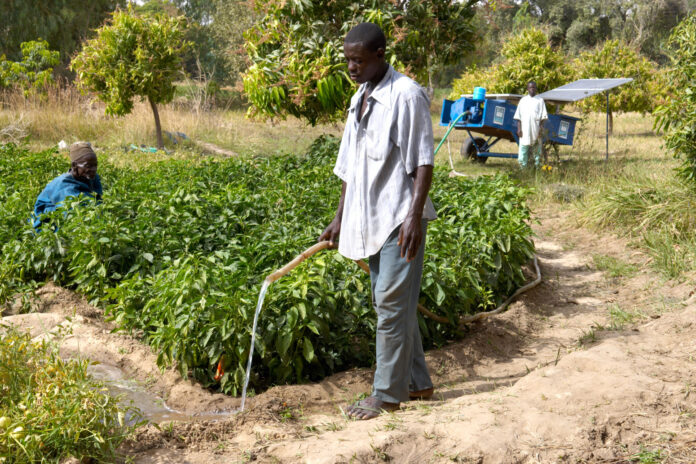Climate Change: Tourba Launches Carbon Farming in Bauchi - Wikkitimes